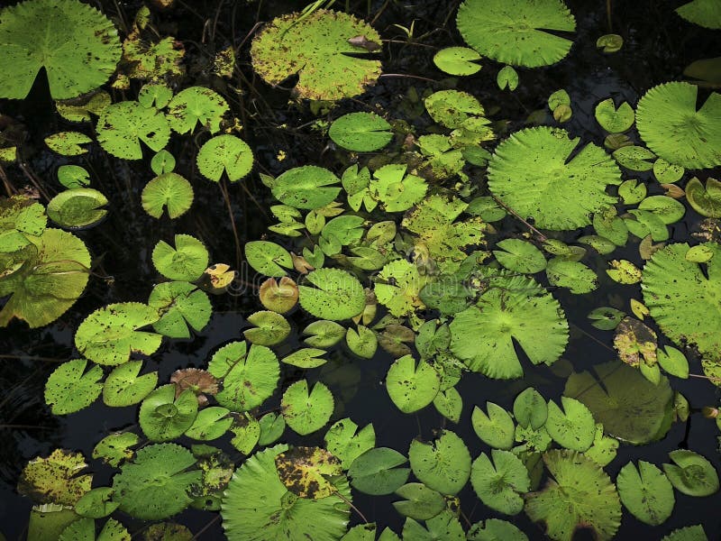 Floating Lotus Leaves in Dark Water Stock Photo - Image of leave ...