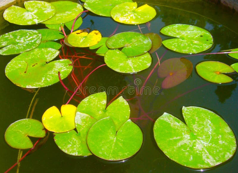Floating lotus leaves stock photo. Image of lotus, green - 44892232