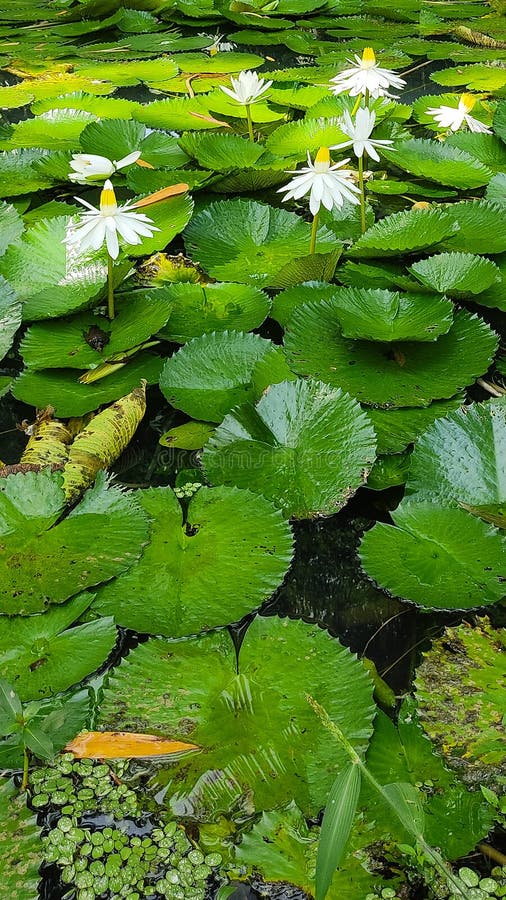 Floating Lotus Water Lily Green Leaf Clover Color Stock Photo - Image ...