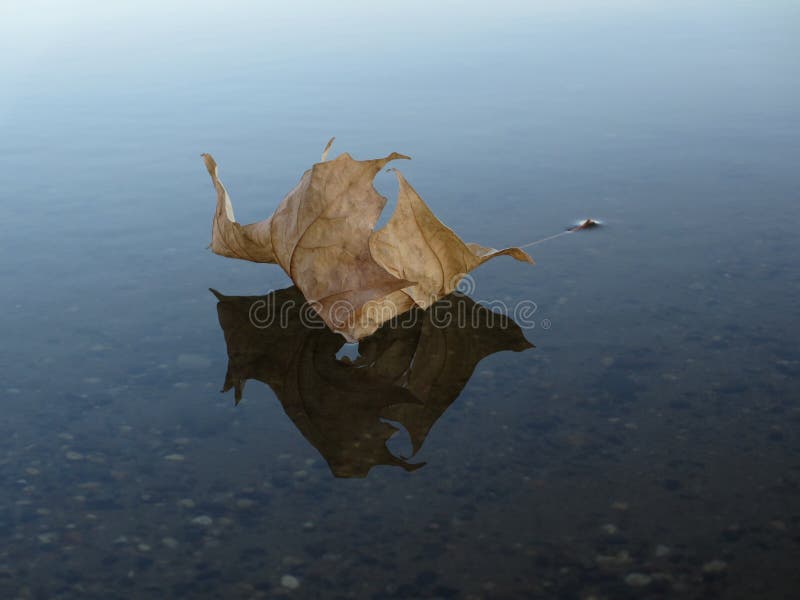 Floating Maple Leaf stock photo. Image of trees, reflection - 61778478