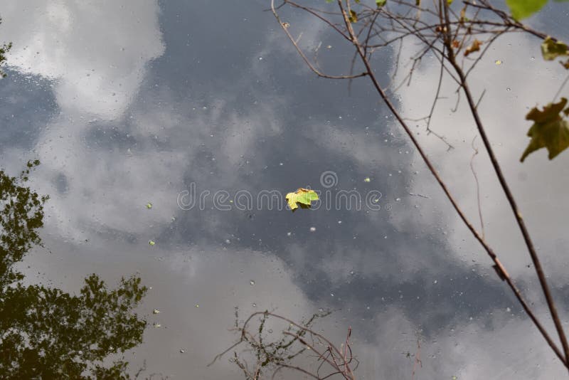 Floating Maple Leaf stock photo. Image of trees, reflection - 61778478