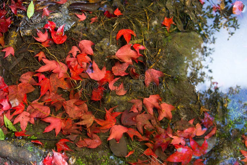 Floating Maple Leaf stock photo. Image of trees, reflection - 61778478