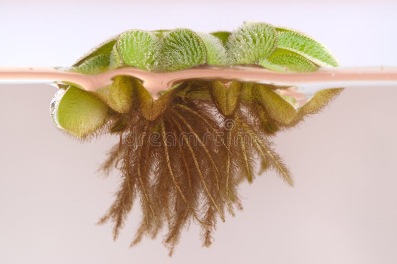 Floating Moss (Salvinia Rotundifolia) Stock Image - Image of water ...