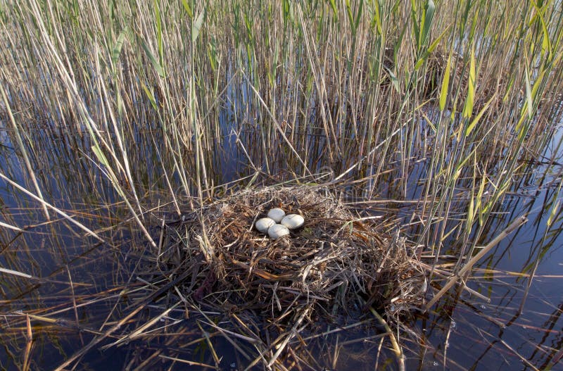 Floating Platform Nest Stock Photos - Free & Royalty-Free Stock Photos ...