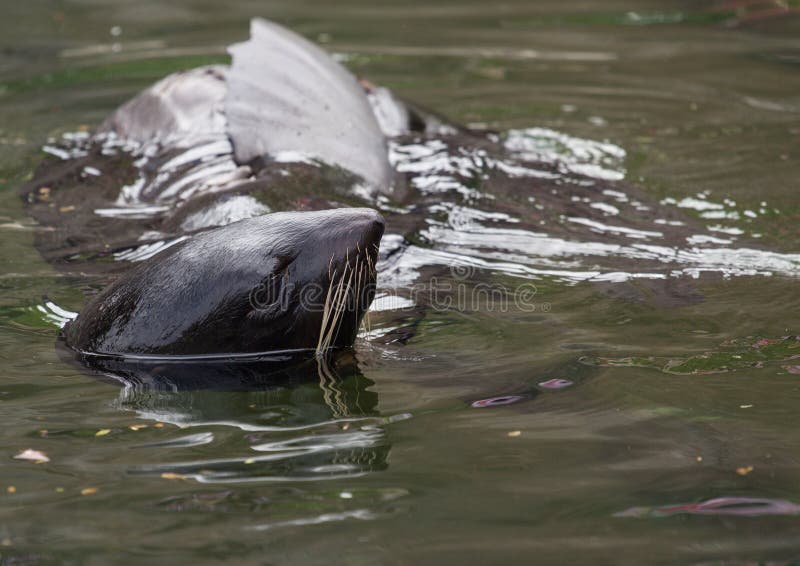 Floating northern fur seal stock photo. Image of floating - 94956044