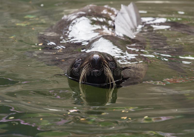 Floating seal stock image. Image of coast, aquatic, swim - 20198865