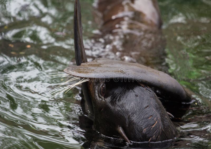 Floating northern fur seal stock image. Image of animals - 94956539