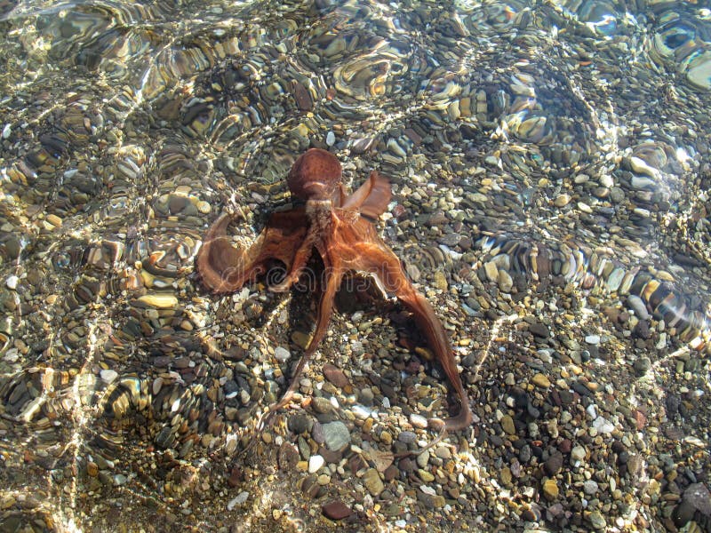 Floating Octopus in the Sea Stock Image - Image of floating, seabed ...