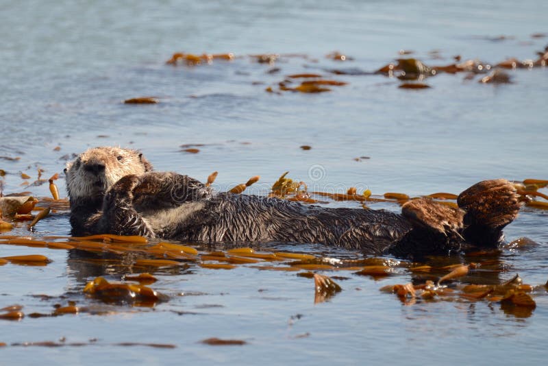 Floating Sea Otter (asian Kalan, Enhydra Lutris Lutris) Alaska Stock ...