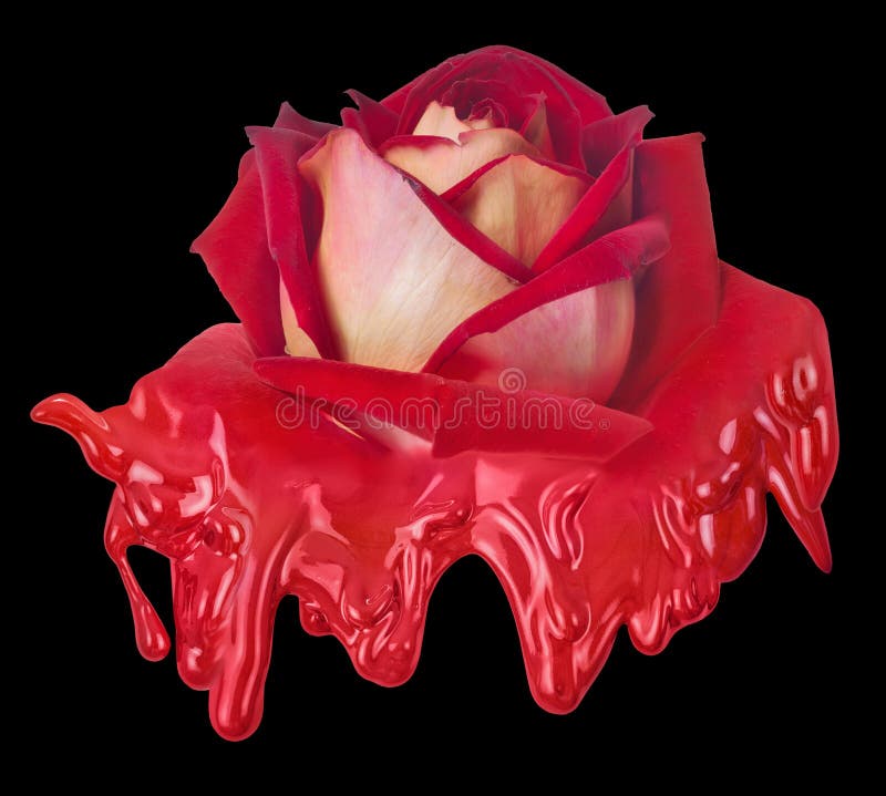 Floating Paint from Isolated on Black Red Rose Bloom Stock Image ...