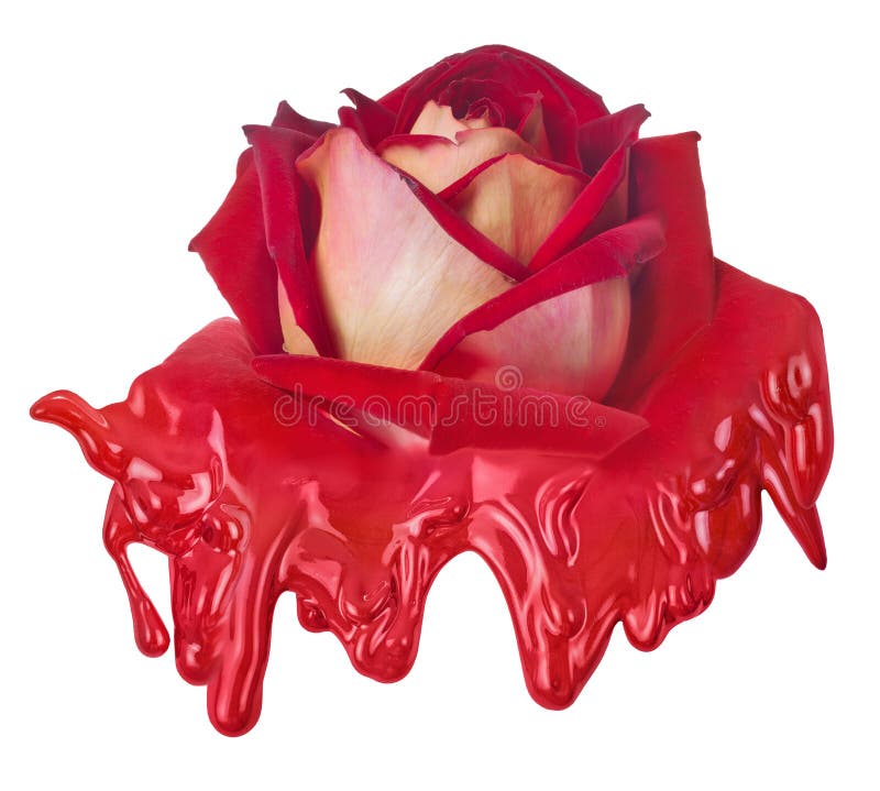 Floating Paint from Isolated Red Rose Bloom Stock Photo - Image of ...