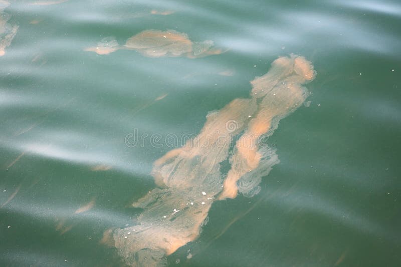 Floating Particles in Green Water Surface Stock Photo - Image of lake ...