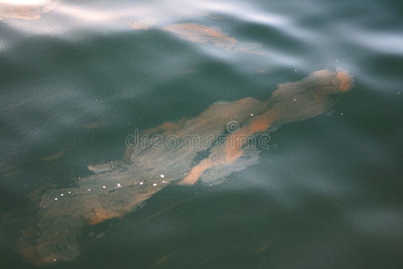 Floating Particles in Green Water Surface Stock Photo - Image of ...