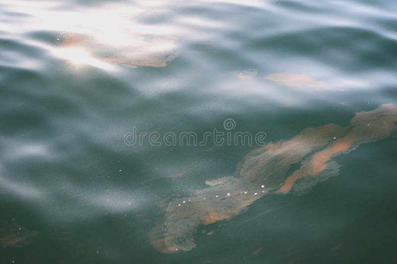 Floating Particles in Green Water Surface Stock Photo - Image of water ...