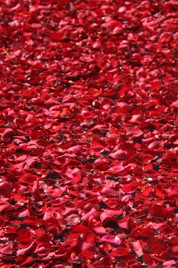 Floating Petals of Red Roses Stock Image - Image of water, indonesia ...
