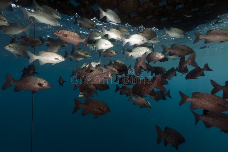 Floating Pier and Fish in the Red Sea. Stock Image - Image of beneath ...