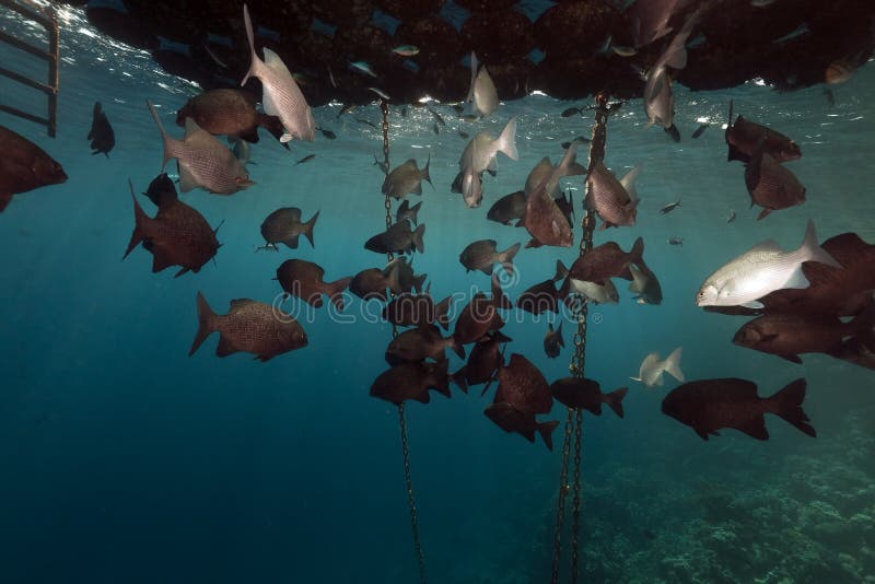 Floating Pier and Fish in the Red Sea. Stock Image - Image of pier ...