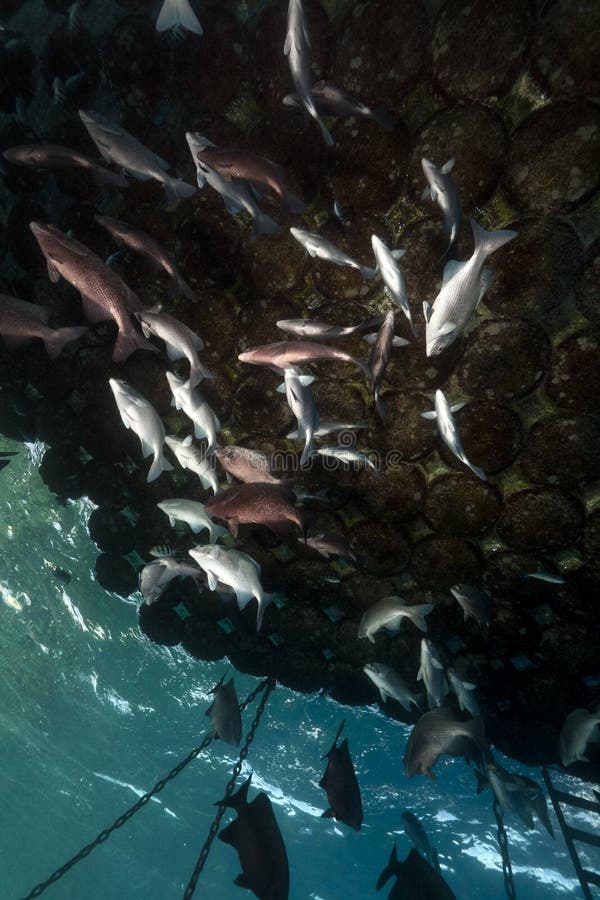 Floating Pier and Fish in the Red Sea. Stock Image - Image of natural ...
