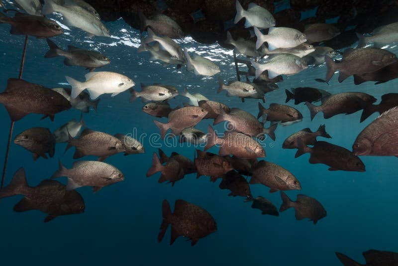 Floating Pier and Fish in the Red Sea. Stock Image - Image of saltwater ...