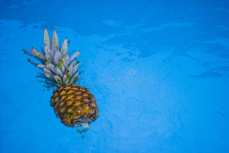 Floating pineapple stock image. Image of water, tropical - 84742293