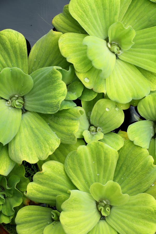 150+ Floating plants Free Stock Photos - StockFreeImages