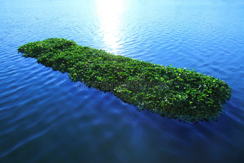 Floating Plants stock image. Image of plants, water, botany - 23786967