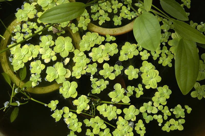 Floating plants stock image. Image of flora, environment - 889521