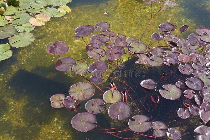 Floating Plants of Nymphaea Stock Image - Image of blossom, aquatic ...