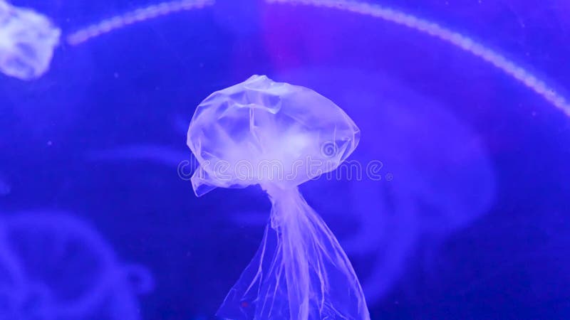 Floating Plastic Bag Under the Water, Environment Problems Abstract ...