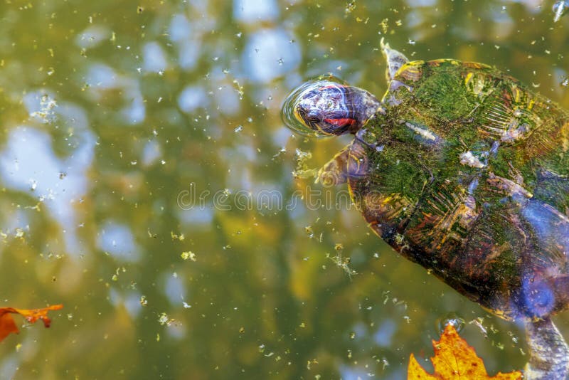 Floating Pond Turtle Background Stock Photo - Image of detail, park ...