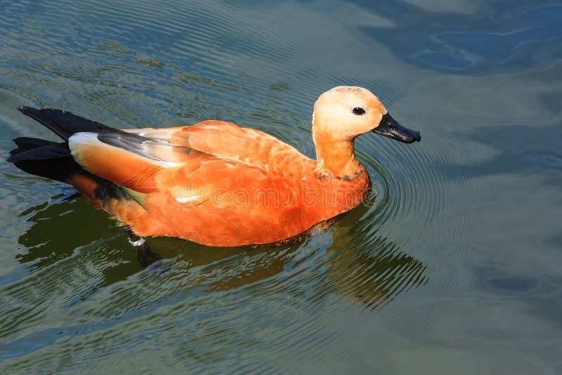 Floating red duck stock photo. Image of floating, wild - 76621808