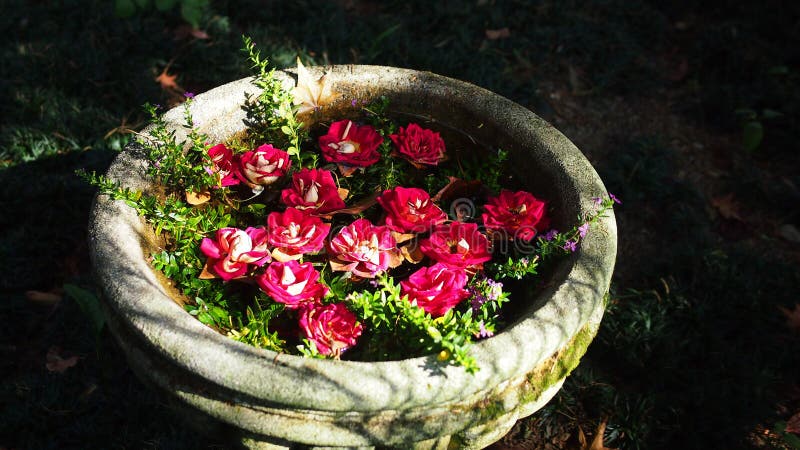 Floating Red Flowers in a Pot Stock Image - Image of fire, fresh: 128011223