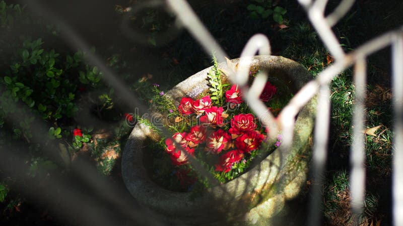 Floating Red Flowers in a Pot Looking through Bird Cage Stock Photo ...