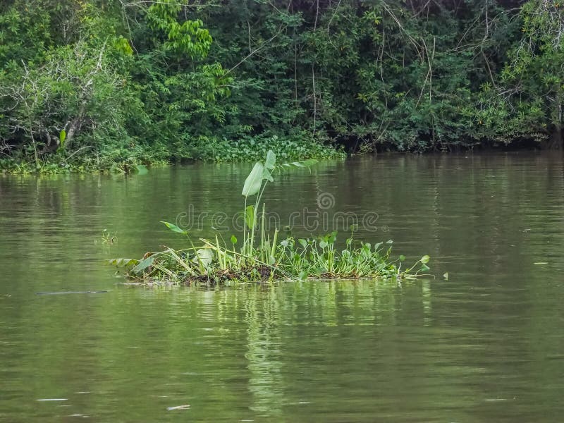 Floating River Plants Iews Around Costa Rica Stock Photo - Image of ...
