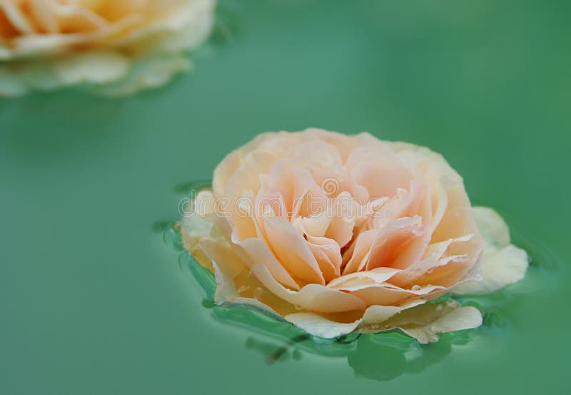 Floating rose stock image. Image of health, tropical, abstract - 544665