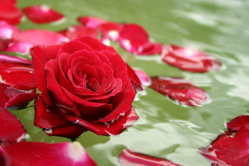 Floating rose petals stock image. Image of luxury, flower - 811709