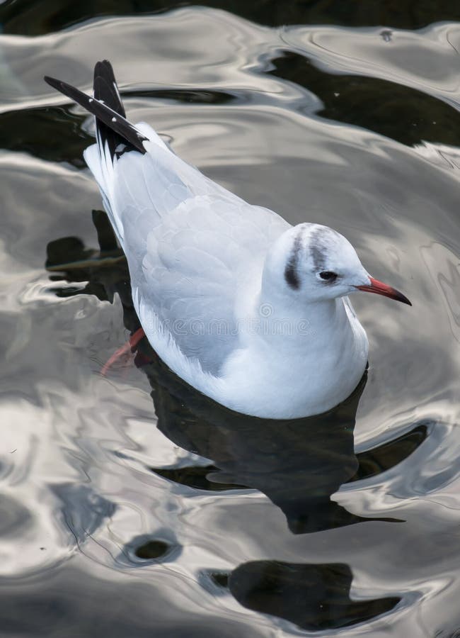 Floating Seagull on the Water, Waving Its Wings Stock Photo - Image of ...