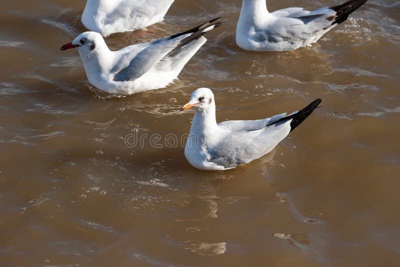 Floating seagull stock image. Image of river, wild, beak - 67881731