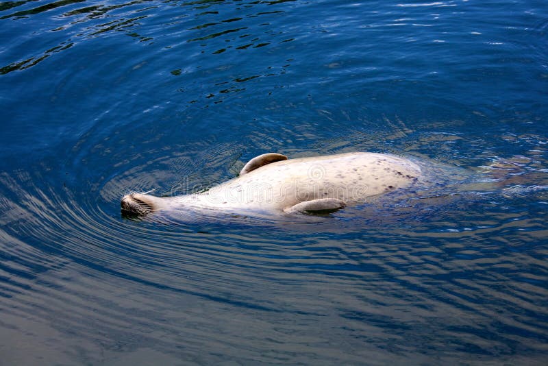 Seal floating on back stock image. Image of fins, wildlife - 6011793