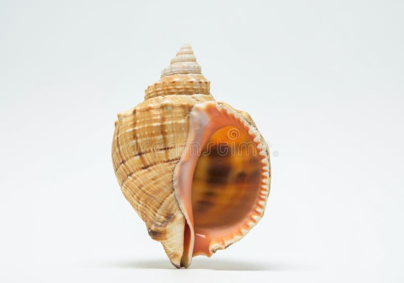 A Floating Seashell with a Spiral Shape, on a Solid White Background ...