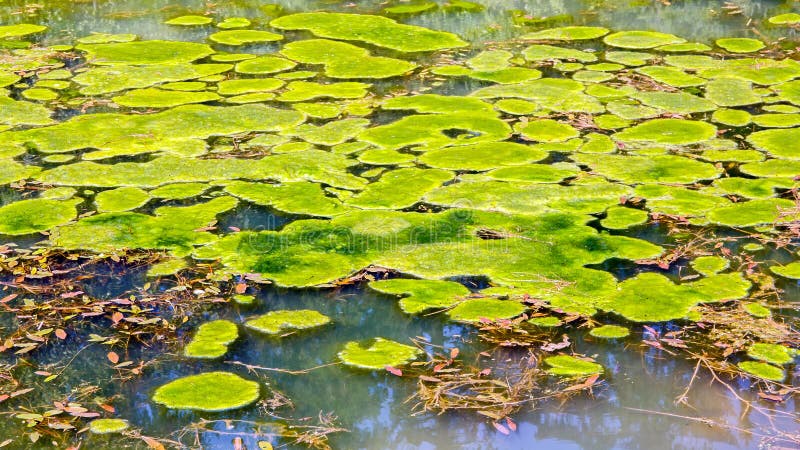 Floating seaweed stock photo. Image of bright, marsh - 41979528