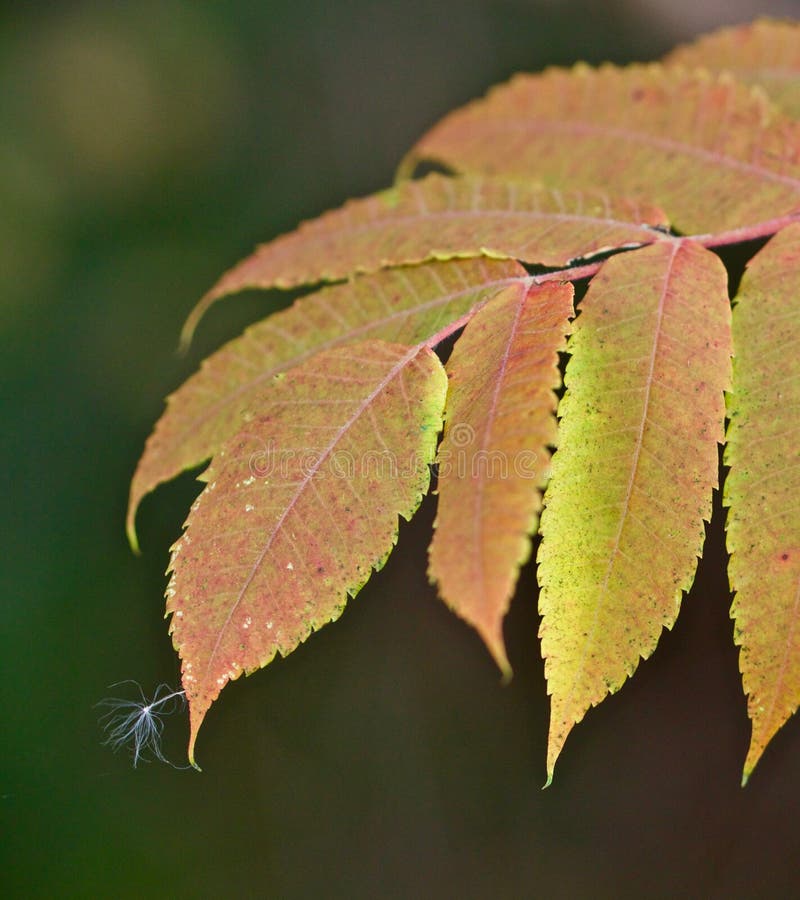 Autumn`s Floating Seed stock photo. Image of colorful - 109957240