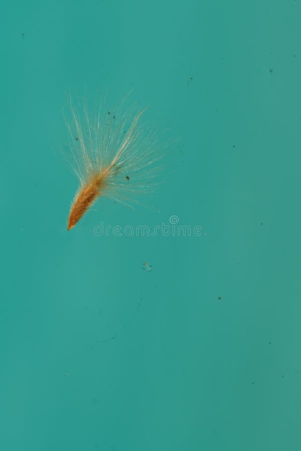 Seed Dispersal Water Stock Photos - Free & Royalty-Free Stock Photos ...