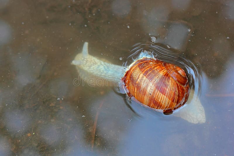 Floating snail stock image. Image of ripple, outdoors - 60414823
