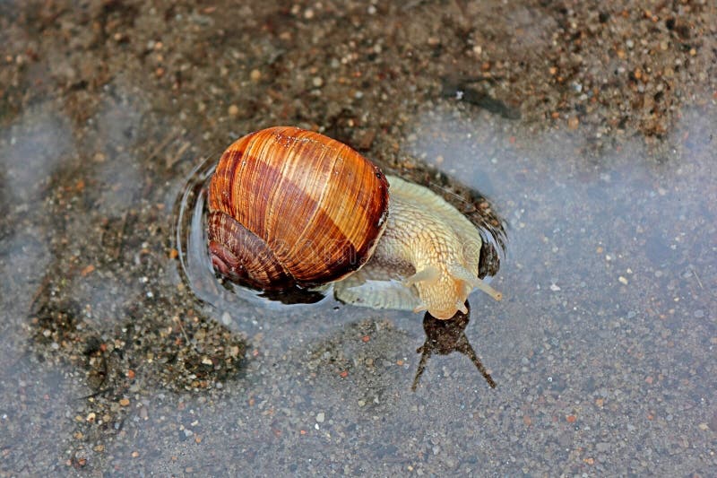 Floating snail stock photo. Image of simplicity, shell - 60414882