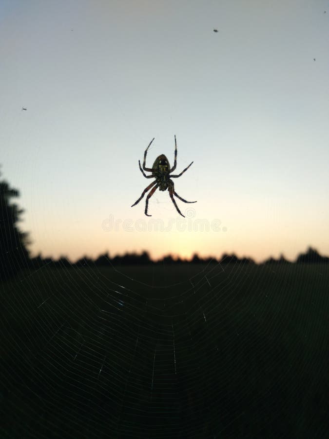 135 Floating Spiders Stock Photos - Free & Royalty-Free Stock Photos ...