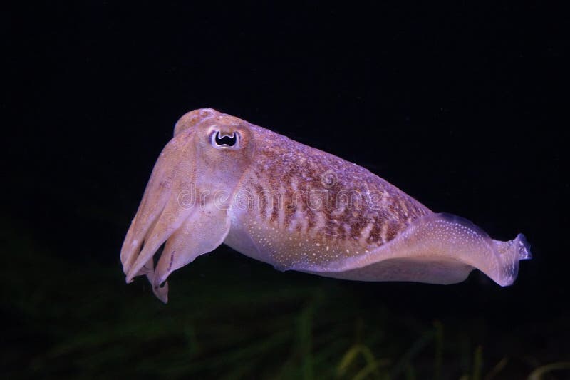 Squid Floating in the Pelagic Sea Searching for Bait Stock Image ...