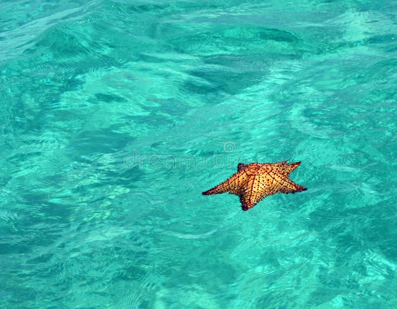 Floating starfish stock image. Image of alone, tropical - 15502963