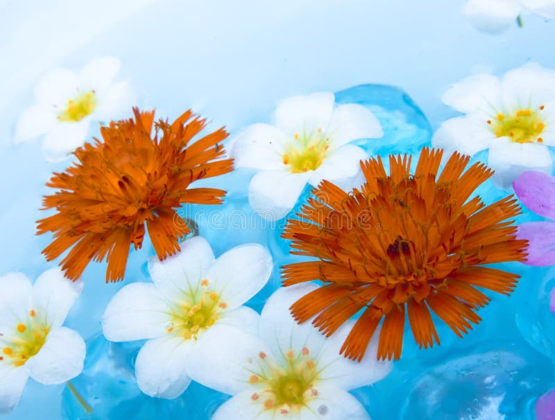 Floating Summer Flowers stock photo. Image of blue, vegetation - 10458390