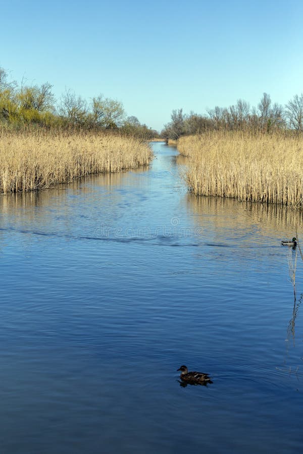 Floating Swamp Trail in Szigetszentmiklos, Hungary Stock Image - Image ...